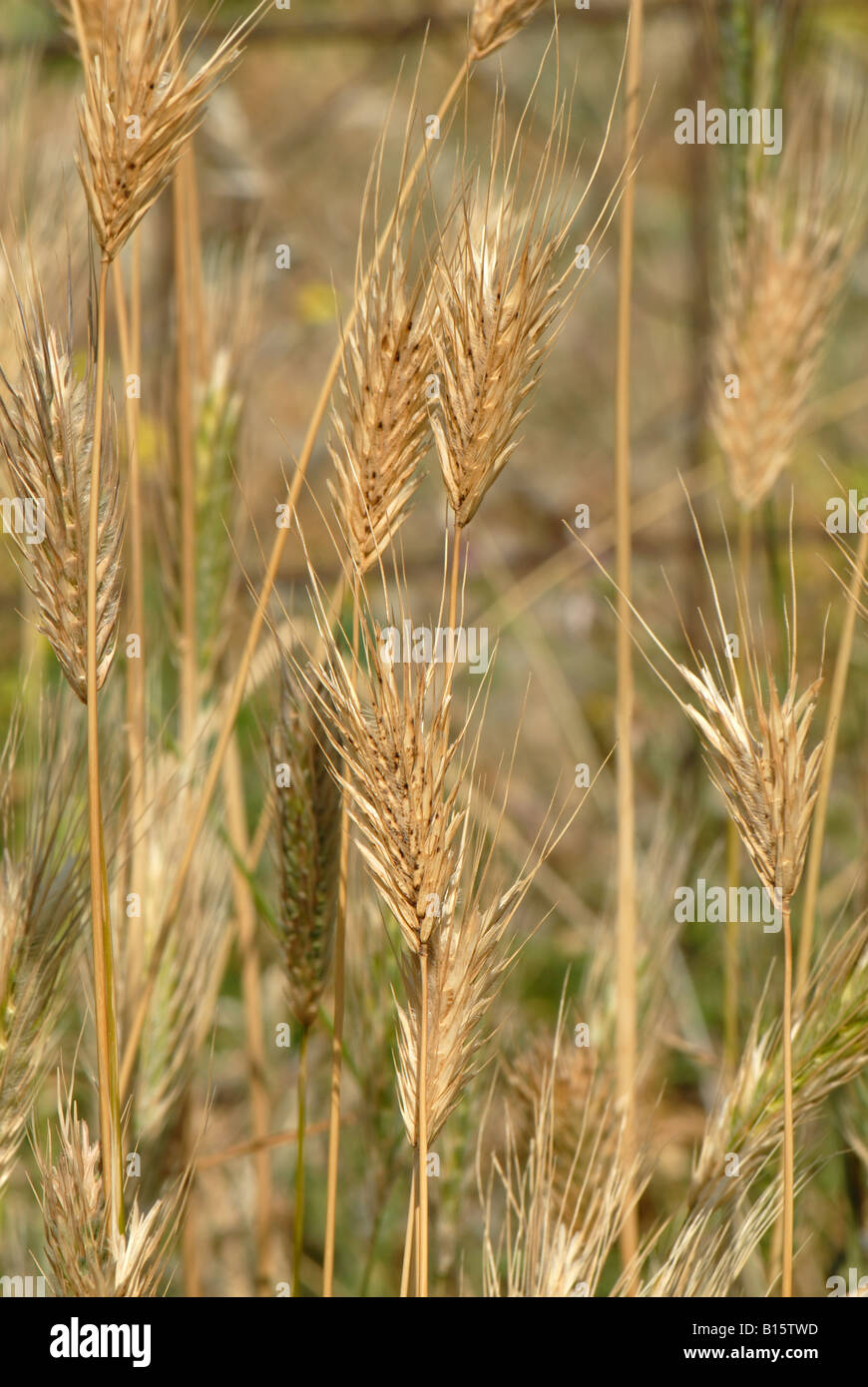 Spighe di orzo selvatico immagini e fotografie stock ad alta ...