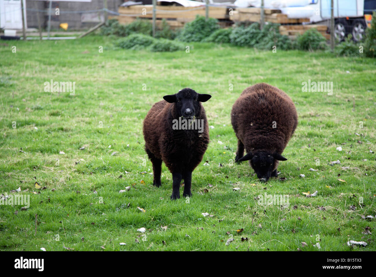 Pecore nere immagini e fotografie stock ad alta risoluzione - Alamy