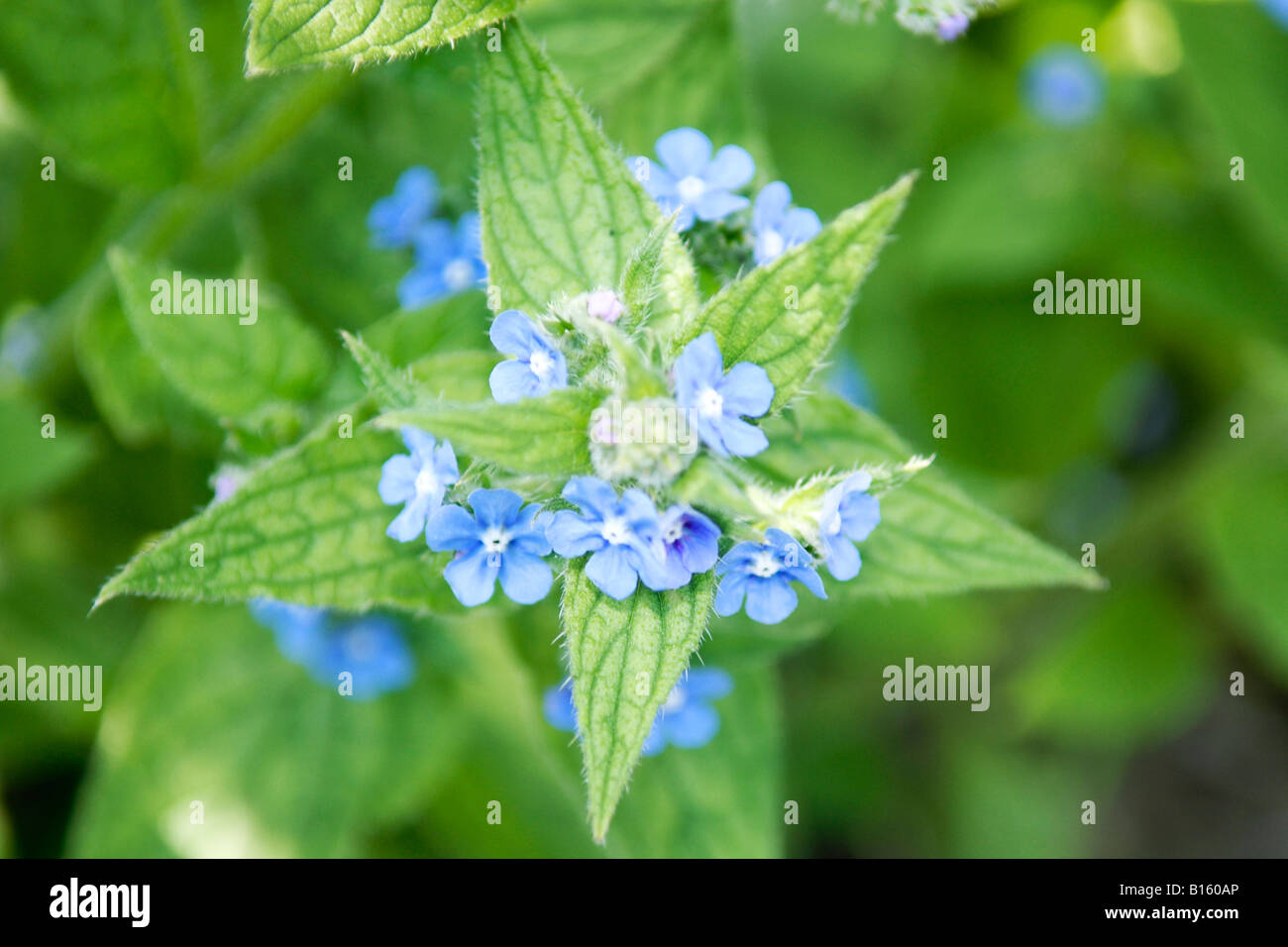 London Open Suburban Garden Day close Green Alkanet, Pentaglottis ...