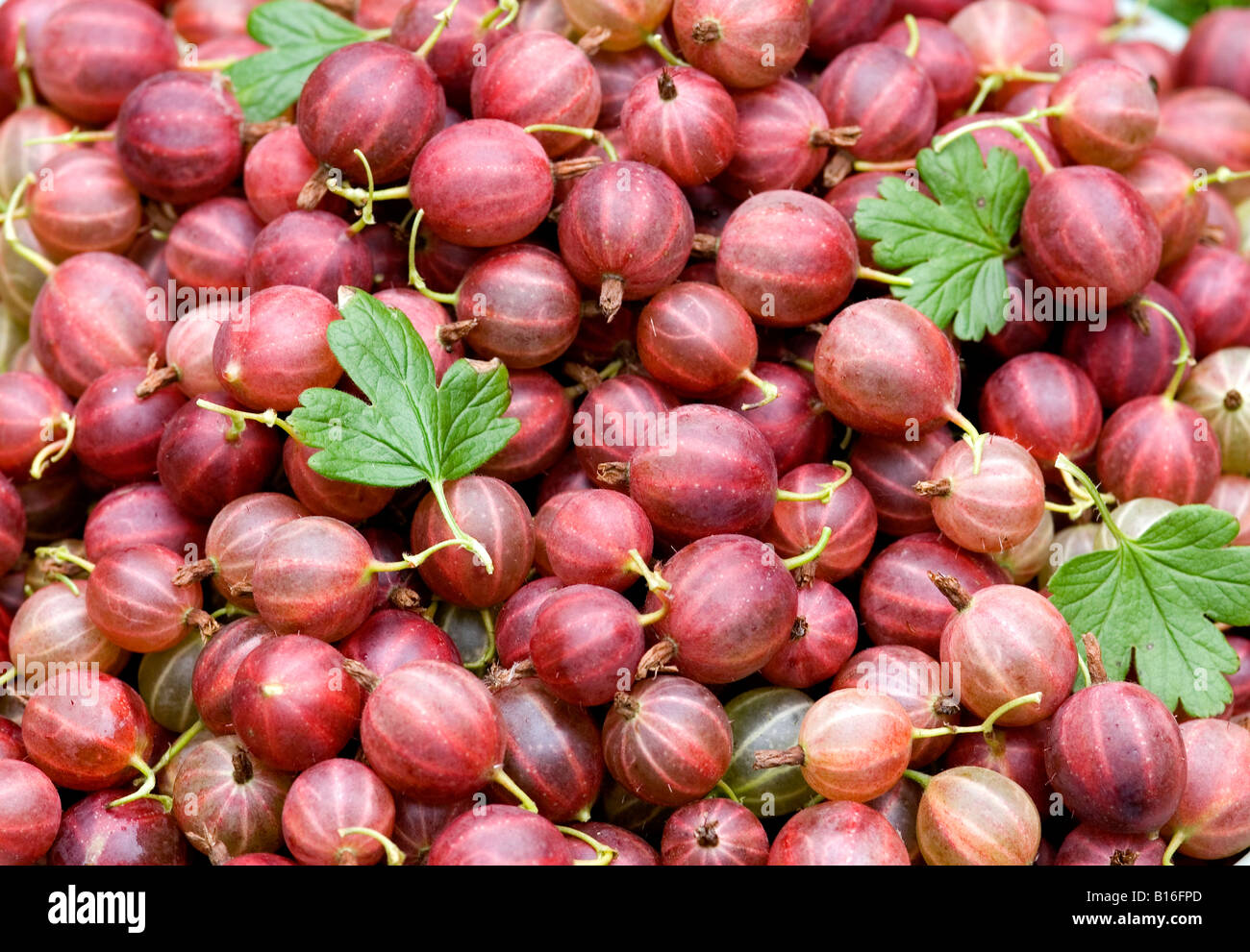 Uva spina rosa immagini e fotografie stock ad alta risoluzione - Alamy