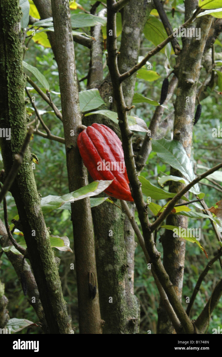 Cacao tree immagini e fotografie stock ad alta risoluzione - Alamy