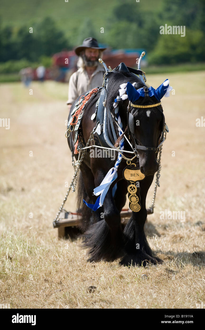 Working shire horse immagini e fotografie stock ad alta risoluzione - Alamy