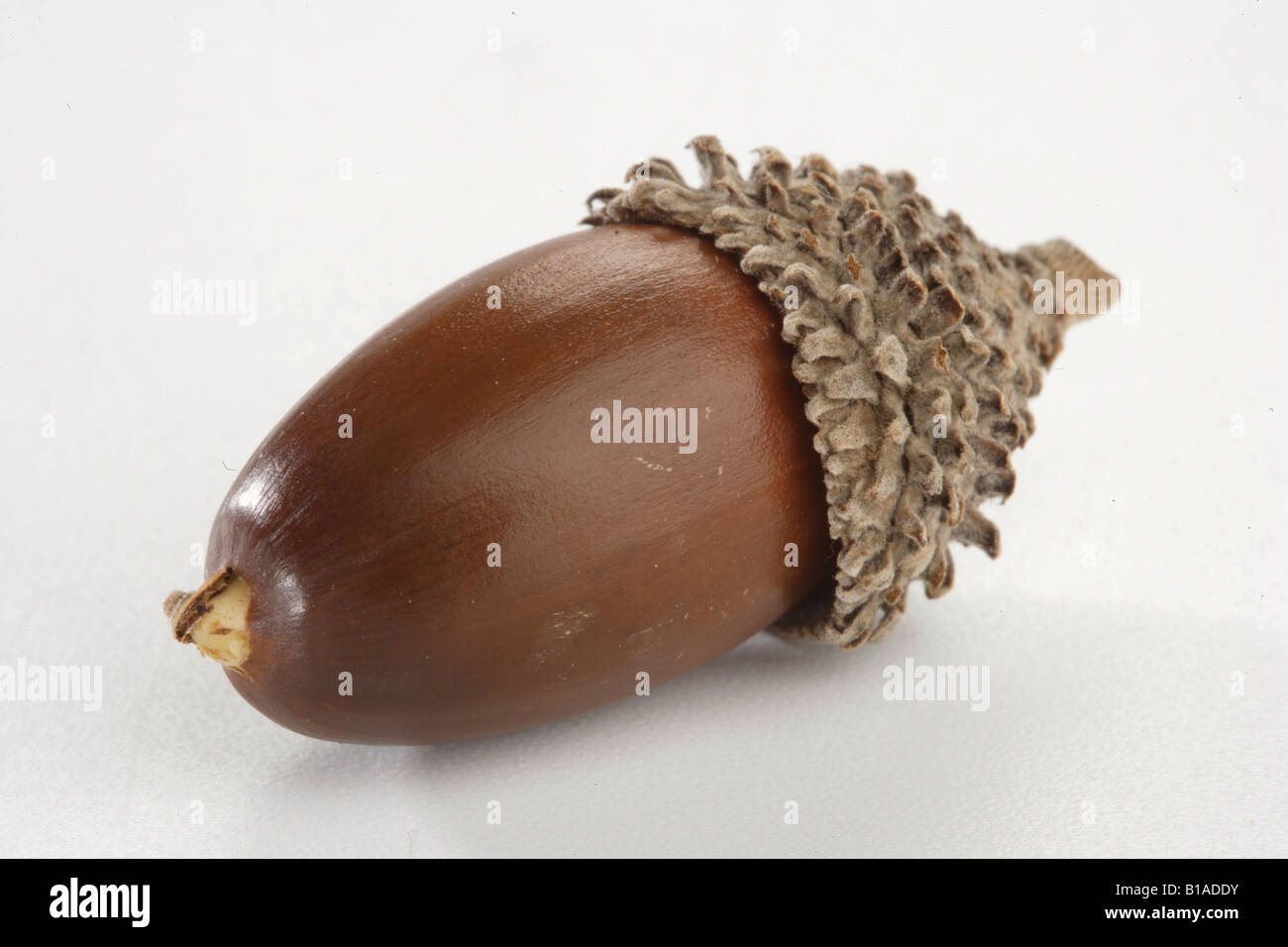 Sfondo bianco ghianda immagini e fotografie stock ad alta risoluzione ...