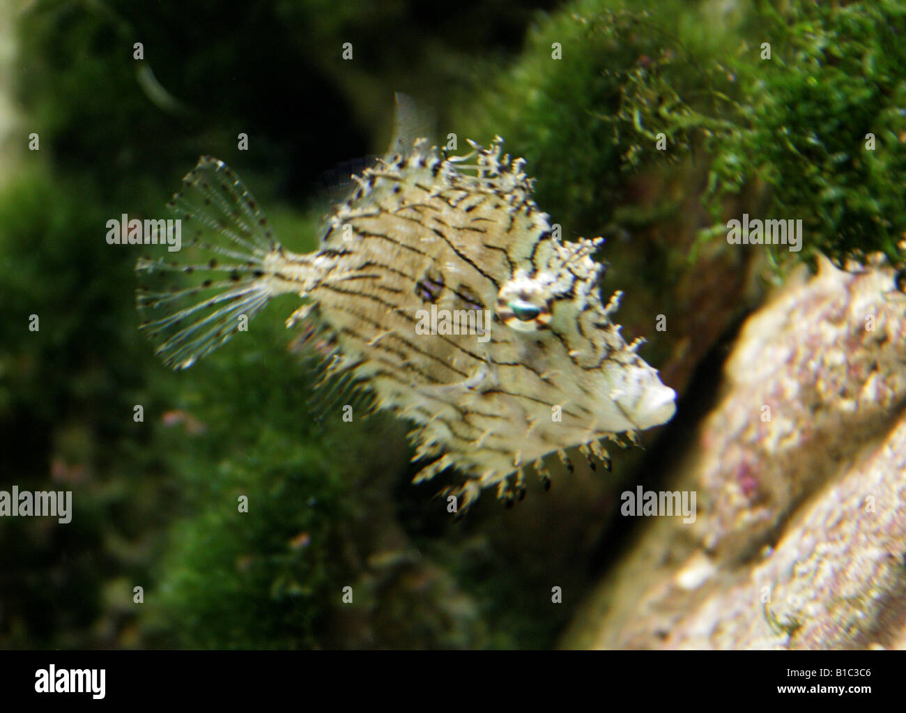 Chaetodermis penicilligerus immagini e fotografie stock ad alta ...