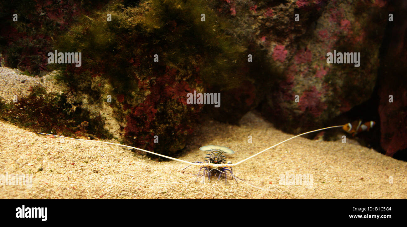 Decapoda crustacea immagini e fotografie stock ad alta risoluzione - Alamy