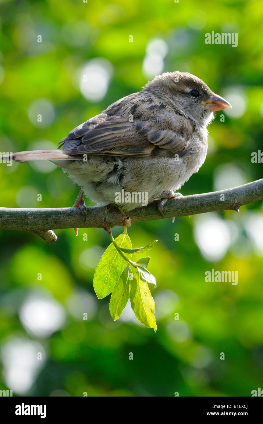 Passero domestico immagini e fotografie stock ad alta risoluzione - Alamy