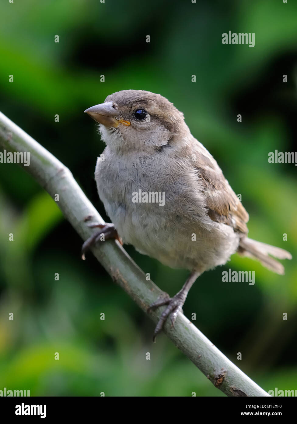 Passero domestico immagini e fotografie stock ad alta risoluzione - Alamy