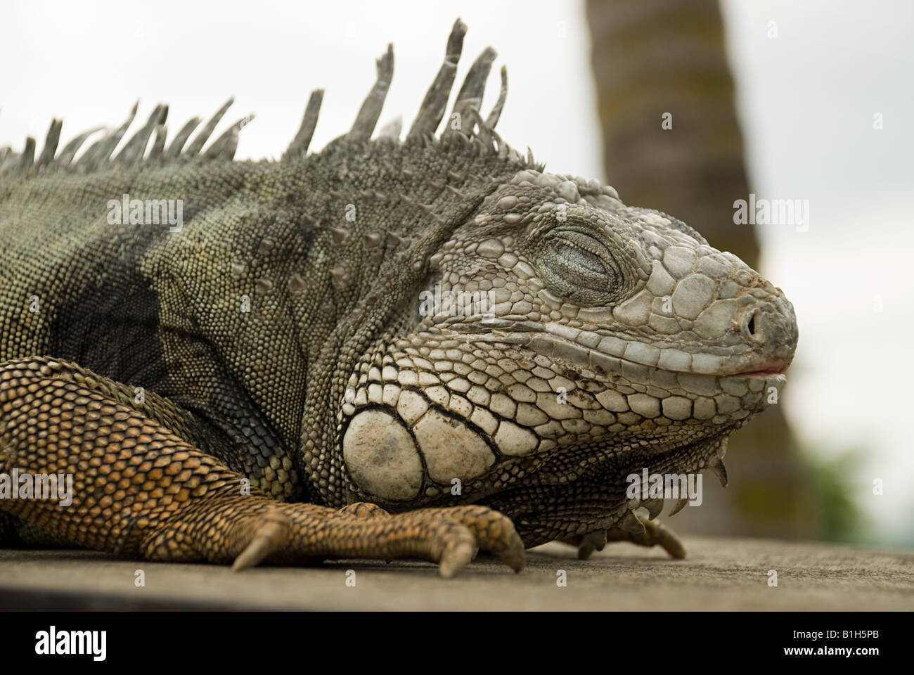 Iguana skin texture Immagini e Fotos Stock - Alamy