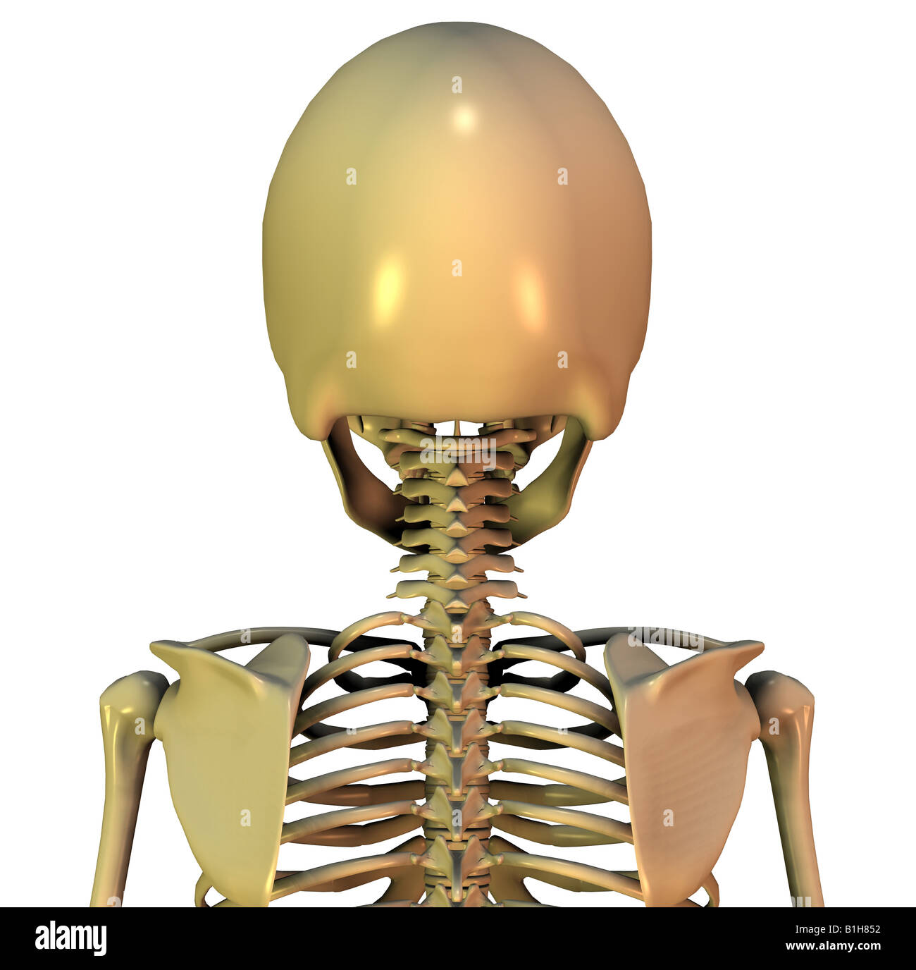 Anatomia dell'osso dello sterno immagini e fotografie stock ad alta ...