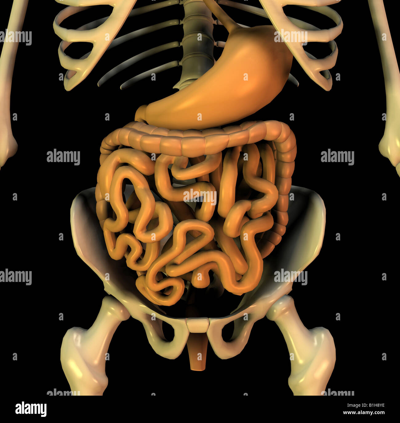 Colon pelvico immagini e fotografie stock ad alta risoluzione - Alamy