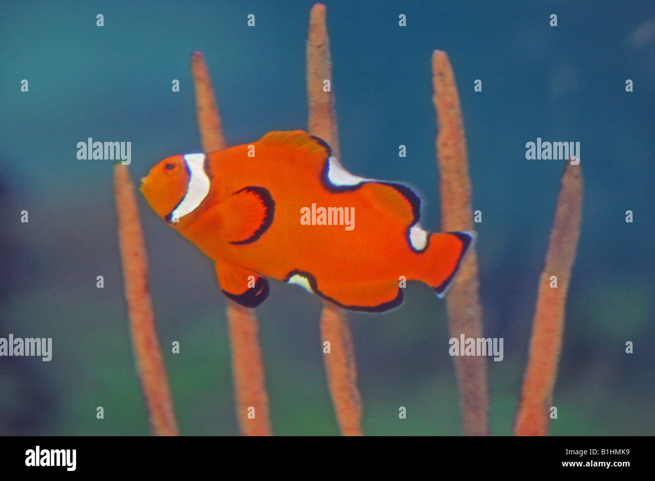 Pesce nemo immagini e fotografie stock ad alta risoluzione - Alamy