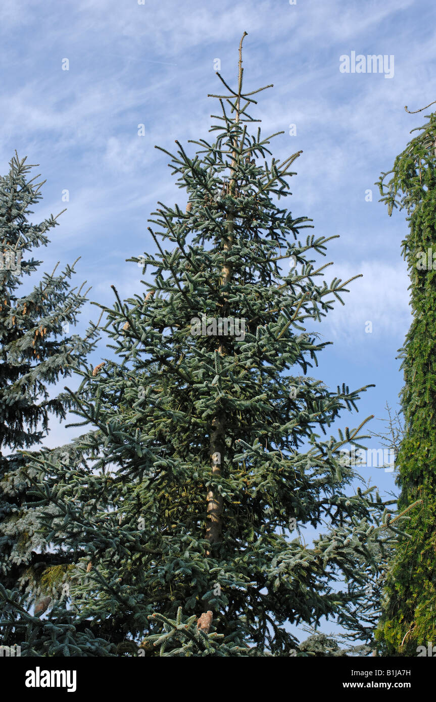 Lo spagnolo Fir (Abies pinsapo Kelleris), ramoscello, studio immagine ...