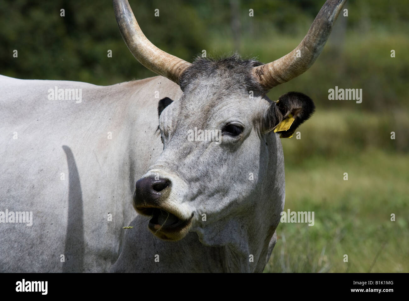 Vacca maremmana immagini e fotografie stock ad alta risoluzione - Alamy