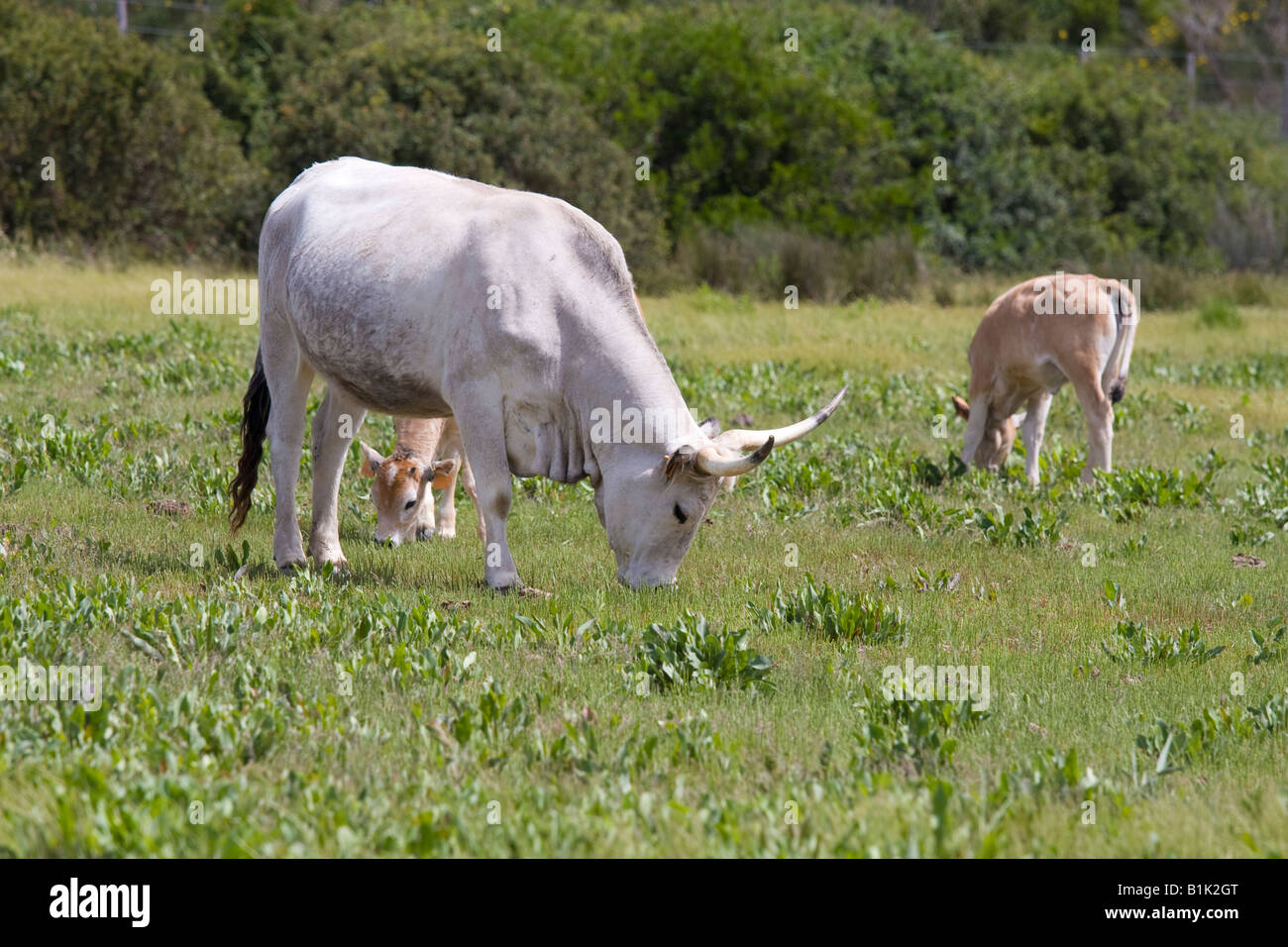 Mucche maremmane immagini e fotografie stock ad alta risoluzione - Alamy