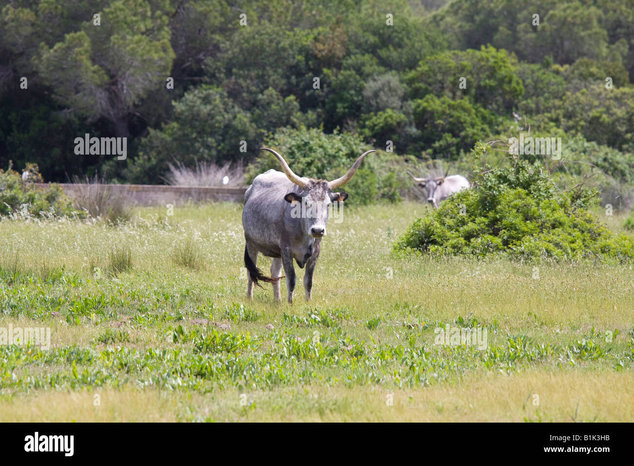 Vacca maremmana immagini e fotografie stock ad alta risoluzione - Alamy