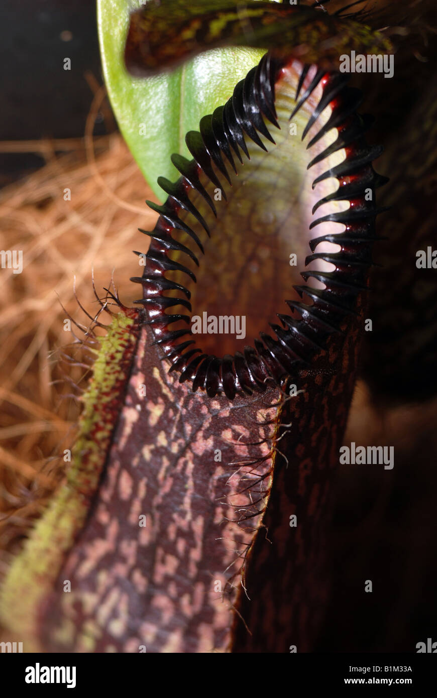 Nepenthes hamata - uno del genere Nepenthes pianta carnivora (Brocca ...