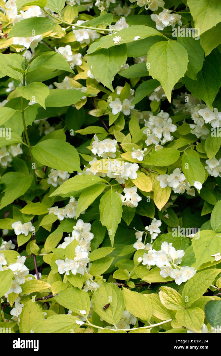 Philadelphus coronarius aureus immagini e fotografie stock ad alta ...