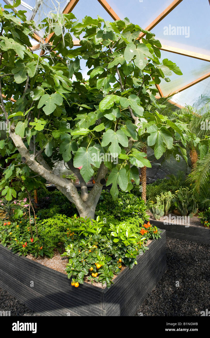 Albero di fico immagini e fotografie stock ad alta risoluzione - Alamy