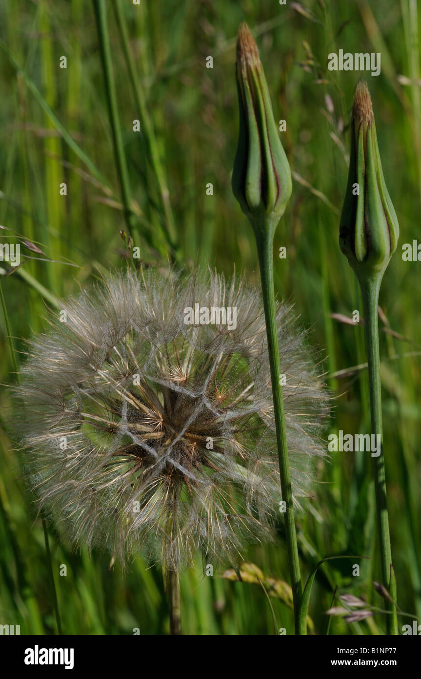 Barba di capra gialla immagini e fotografie stock ad alta risoluzione ...
