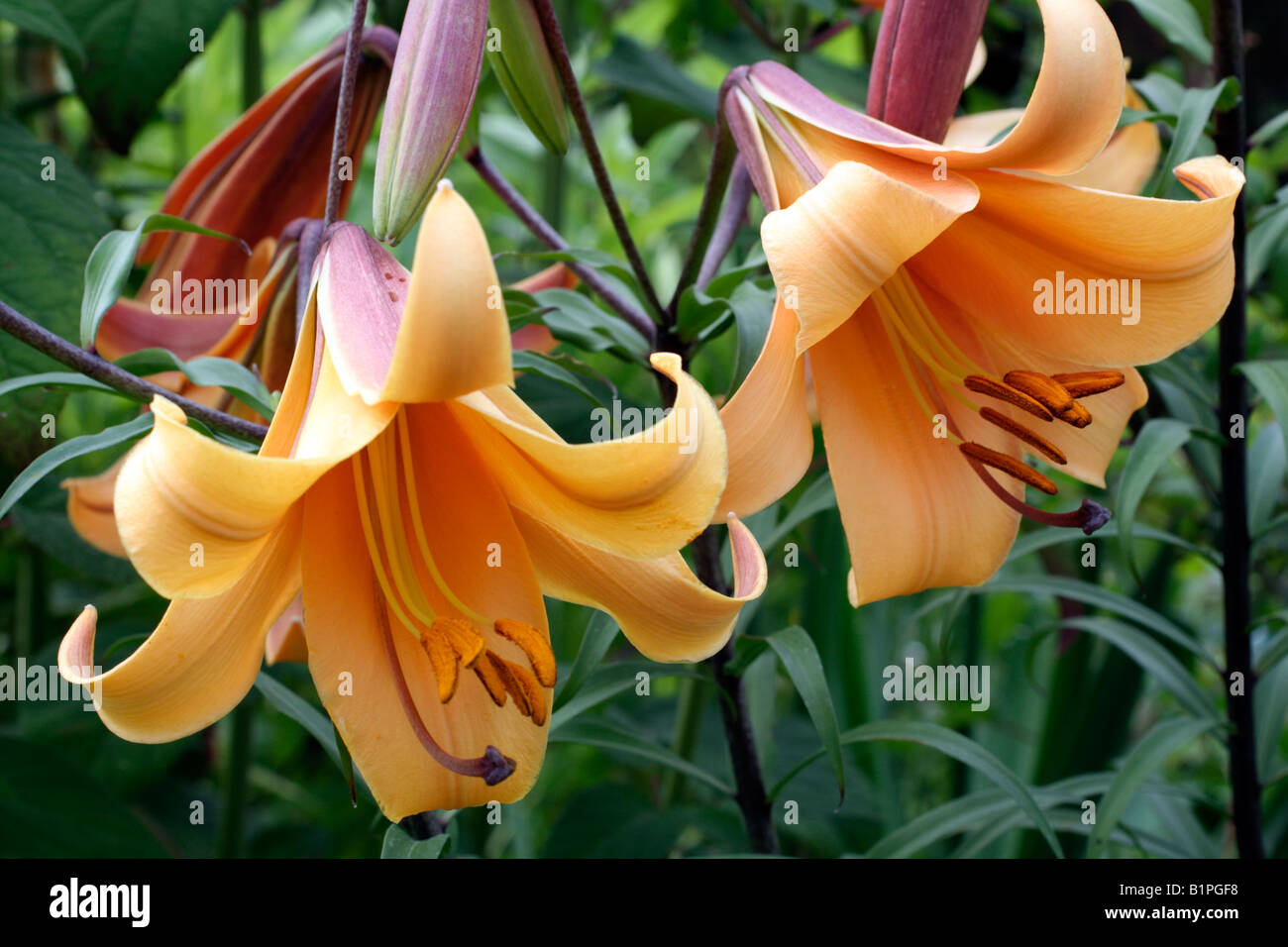 Lilium african queen lily immagini e fotografie stock ad alta ...