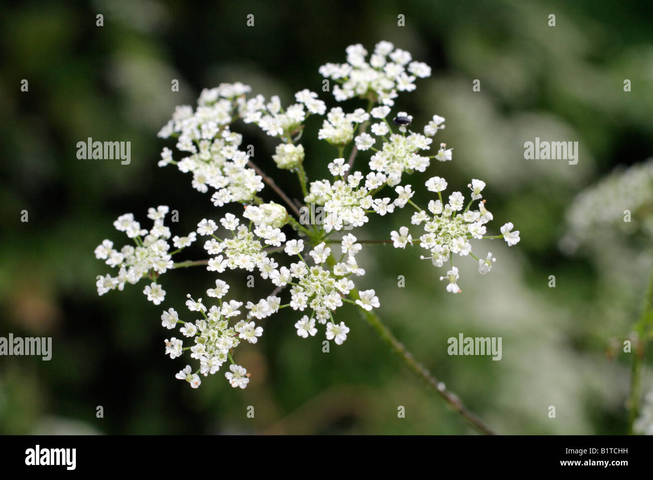 Chaerophyllum immagini e fotografie stock ad alta risoluzione - Alamy