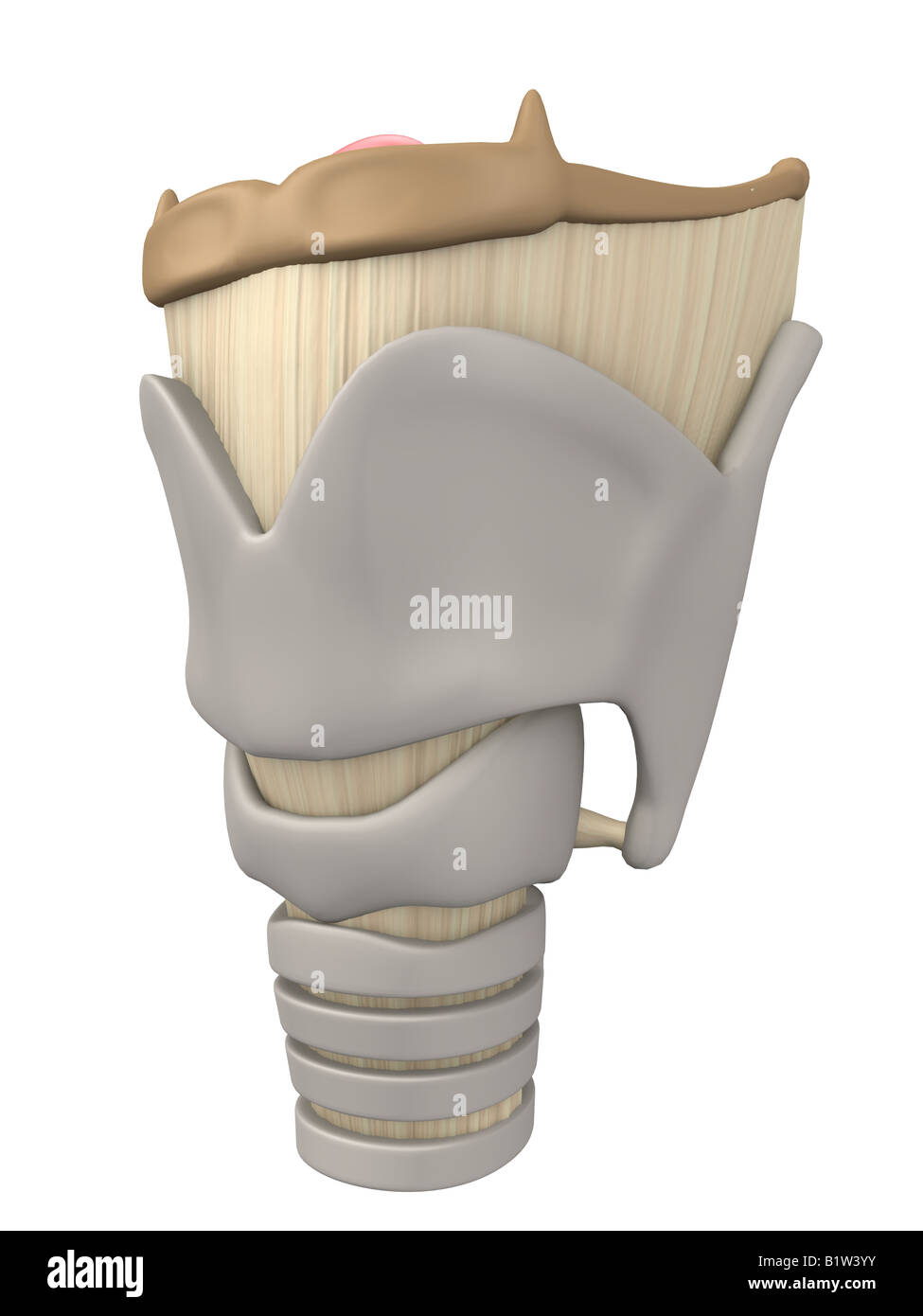 Anatomia della laringe Immagini senza sfondo e Foto Stock ritagliate ...