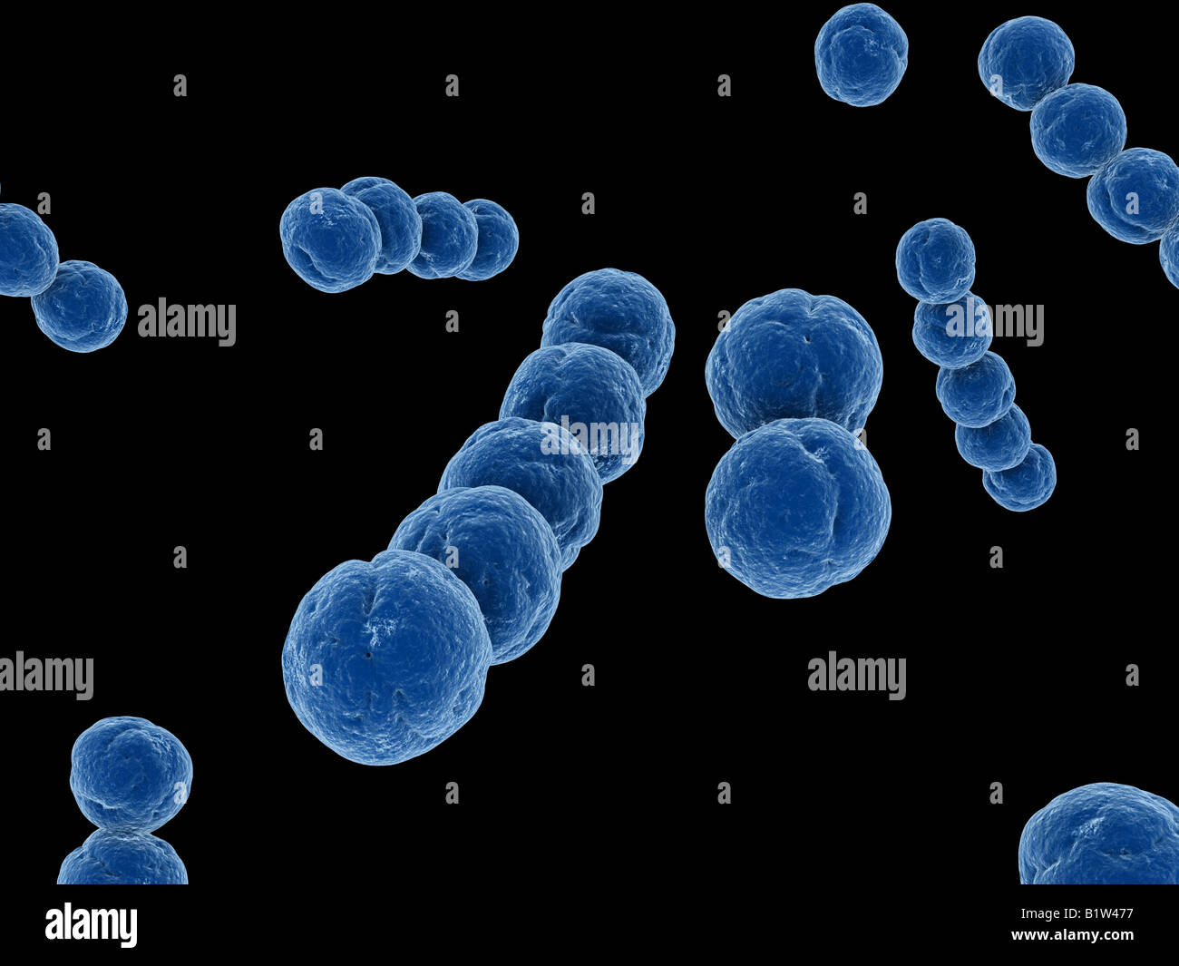Streptococco batteri immagini e fotografie stock ad alta risoluzione ...