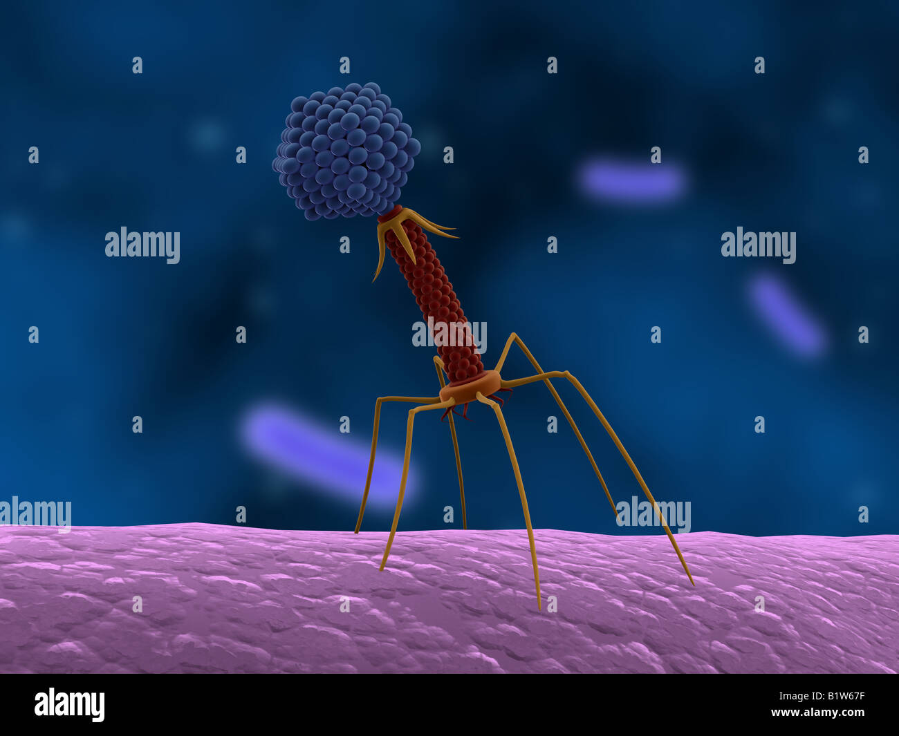 Il batteriofago che attacca i batteri Foto stock - Alamy