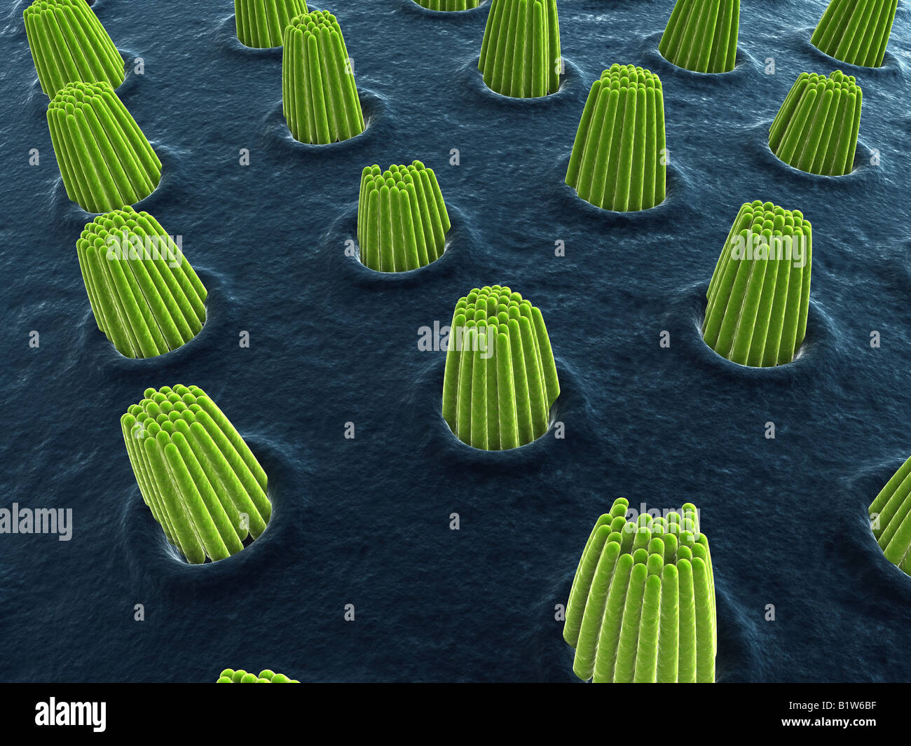 Cellule ciliate interne immagini e fotografie stock ad alta risoluzione ...