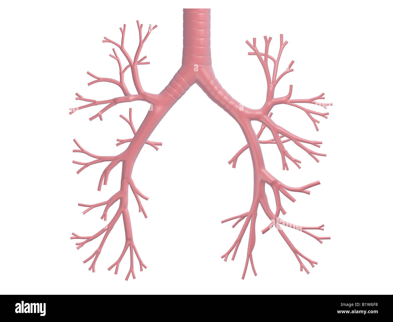 Lung biology bronchi respiration immagini e fotografie stock ad alta ...