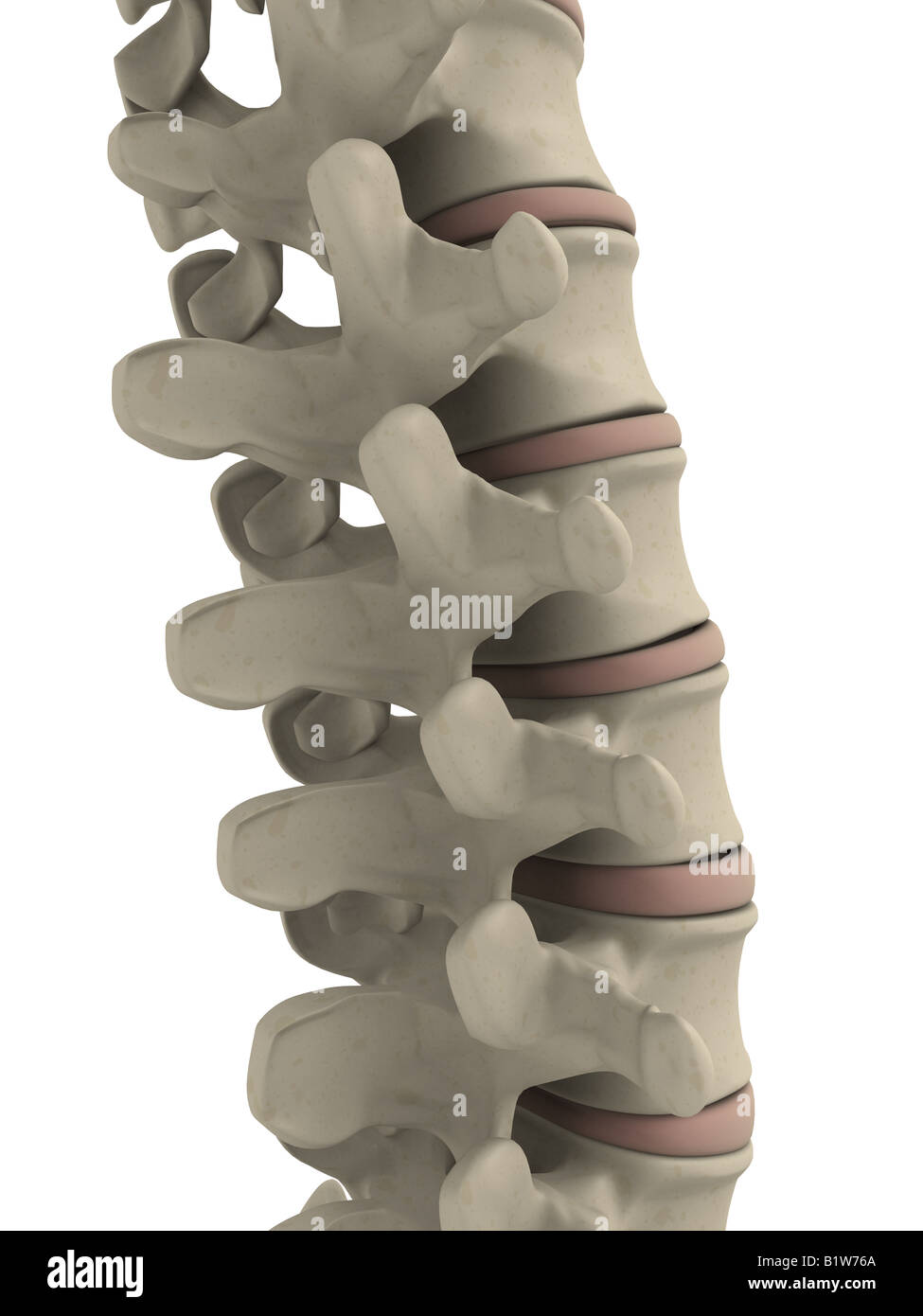 Vertebre spinali umane immagini e fotografie stock ad alta risoluzione ...