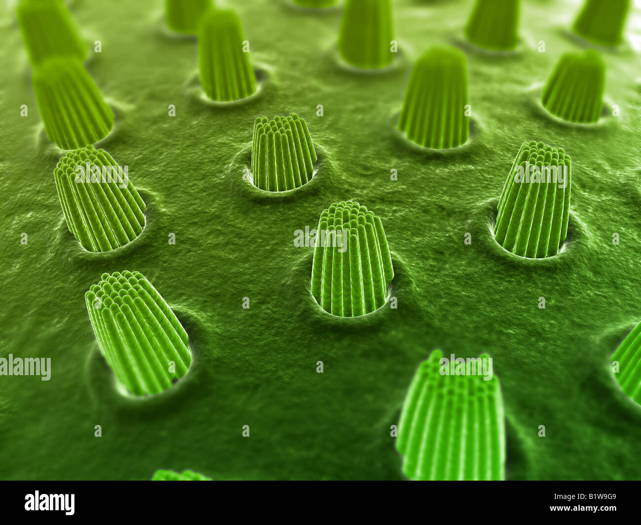 Cellule ciliate orecchio immagini e fotografie stock ad alta ...