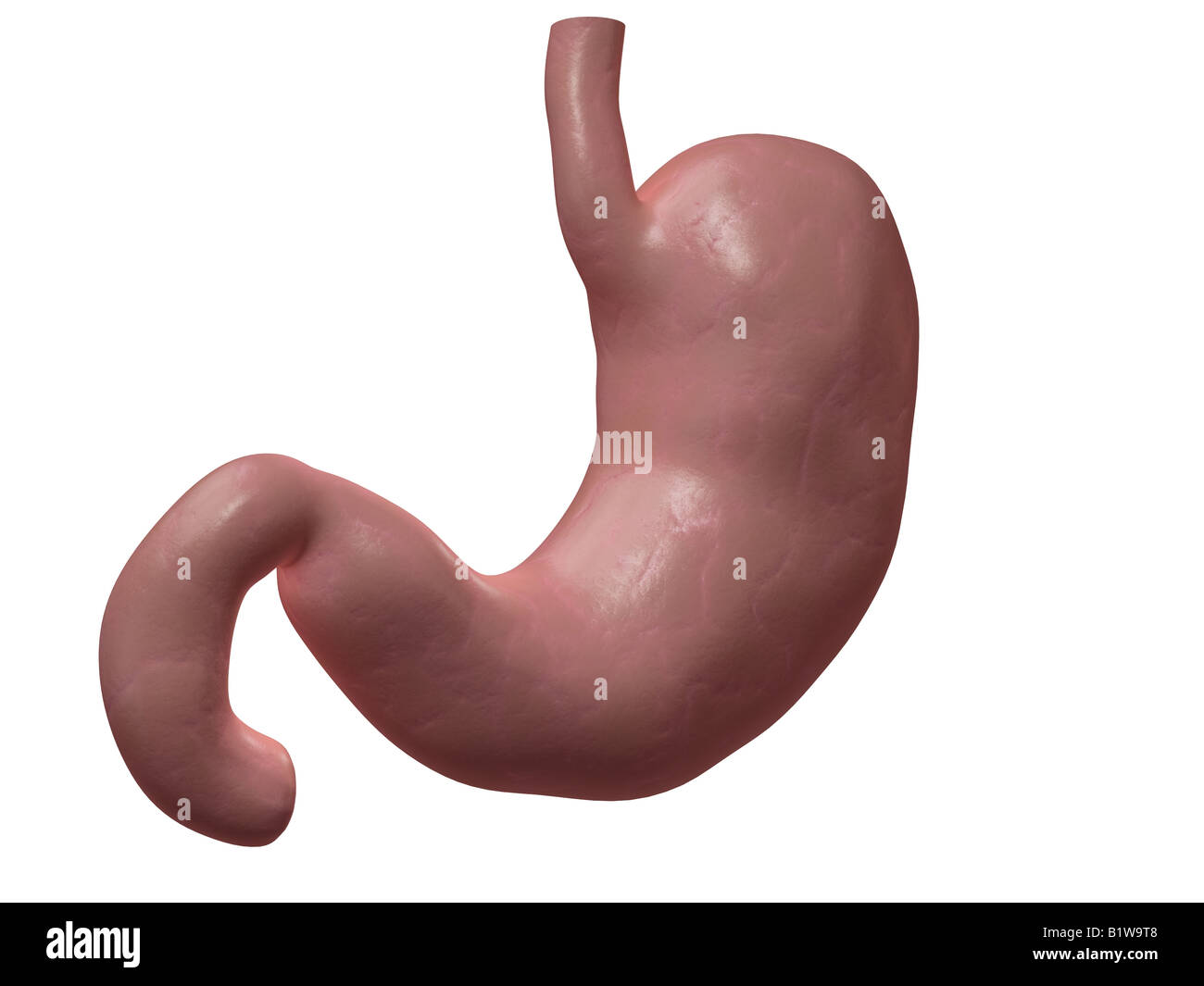 Sezione stomaco immagini e fotografie stock ad alta risoluzione - Alamy