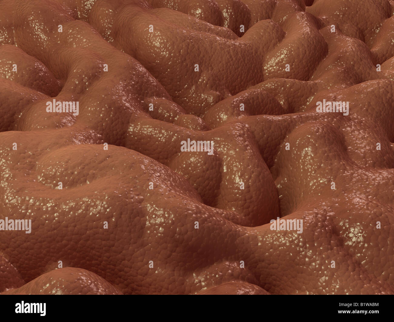 Gastric mucosa immagini e fotografie stock ad alta risoluzione - Alamy