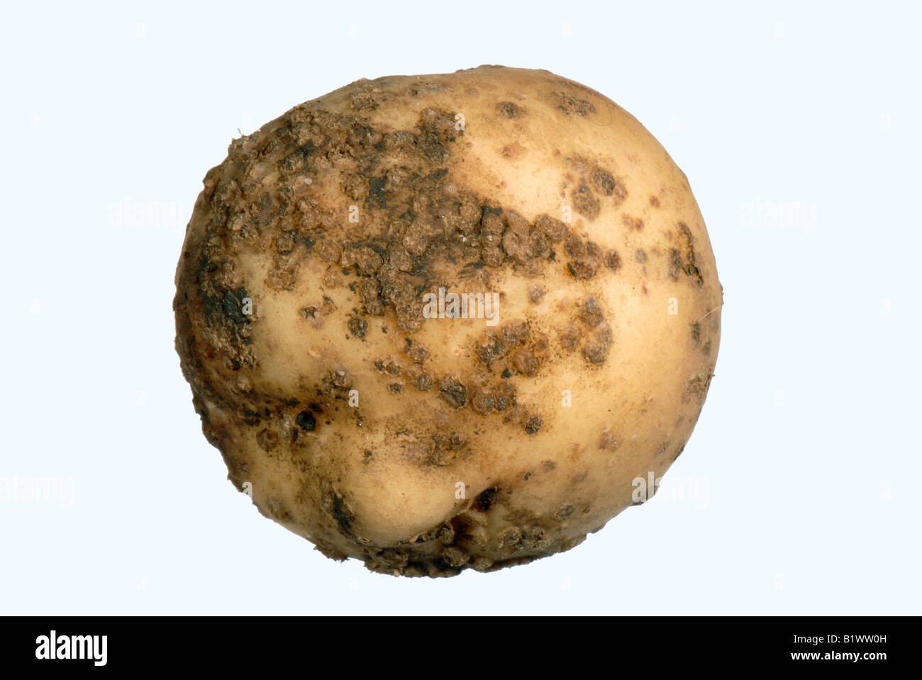 Spongospora subterranea immagini e fotografie stock ad alta risoluzione ...