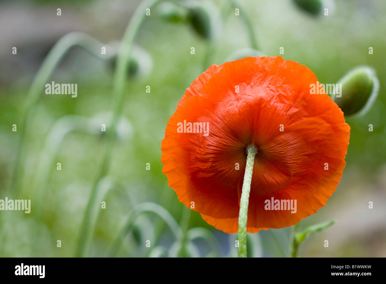 Papavero orientale immagini e fotografie stock ad alta risoluzione - Alamy