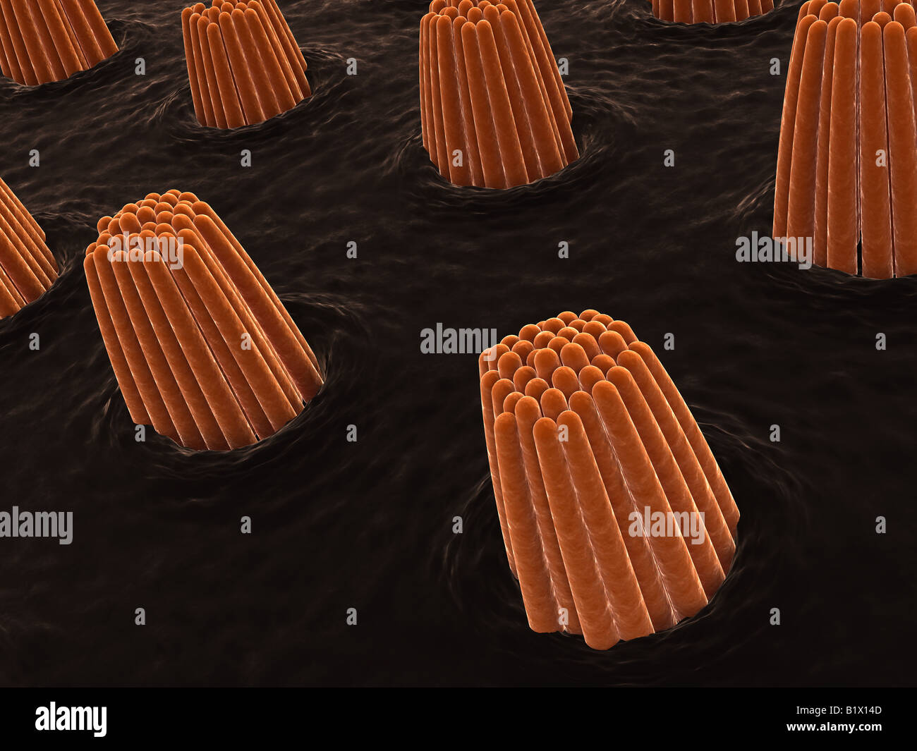 Cellule ciliate orecchio immagini e fotografie stock ad alta ...