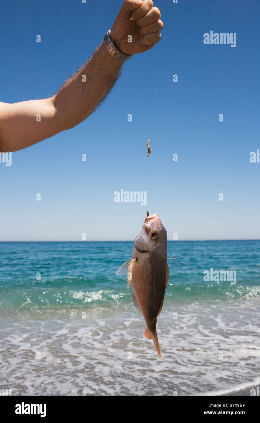 Pesce pargo immagini e fotografie stock ad alta risoluzione - Alamy