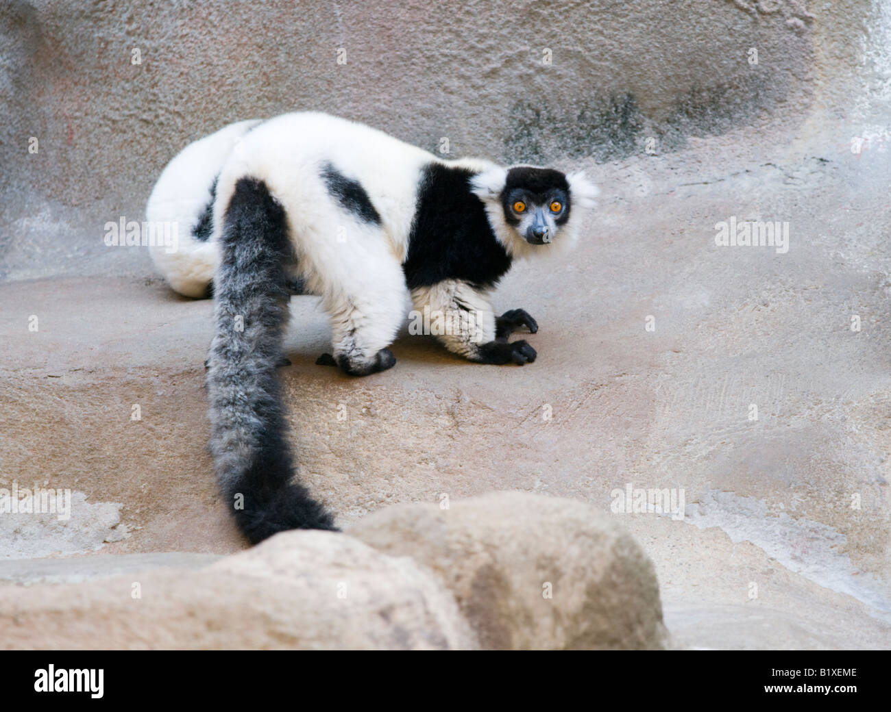 Animale lemure immagini e fotografie stock ad alta risoluzione - Alamy