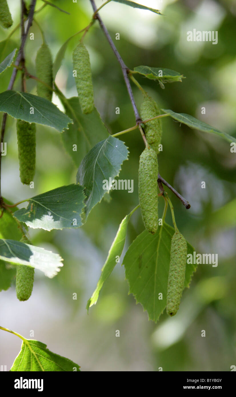 Betulla pendula immagini e fotografie stock ad alta risoluzione - Alamy
