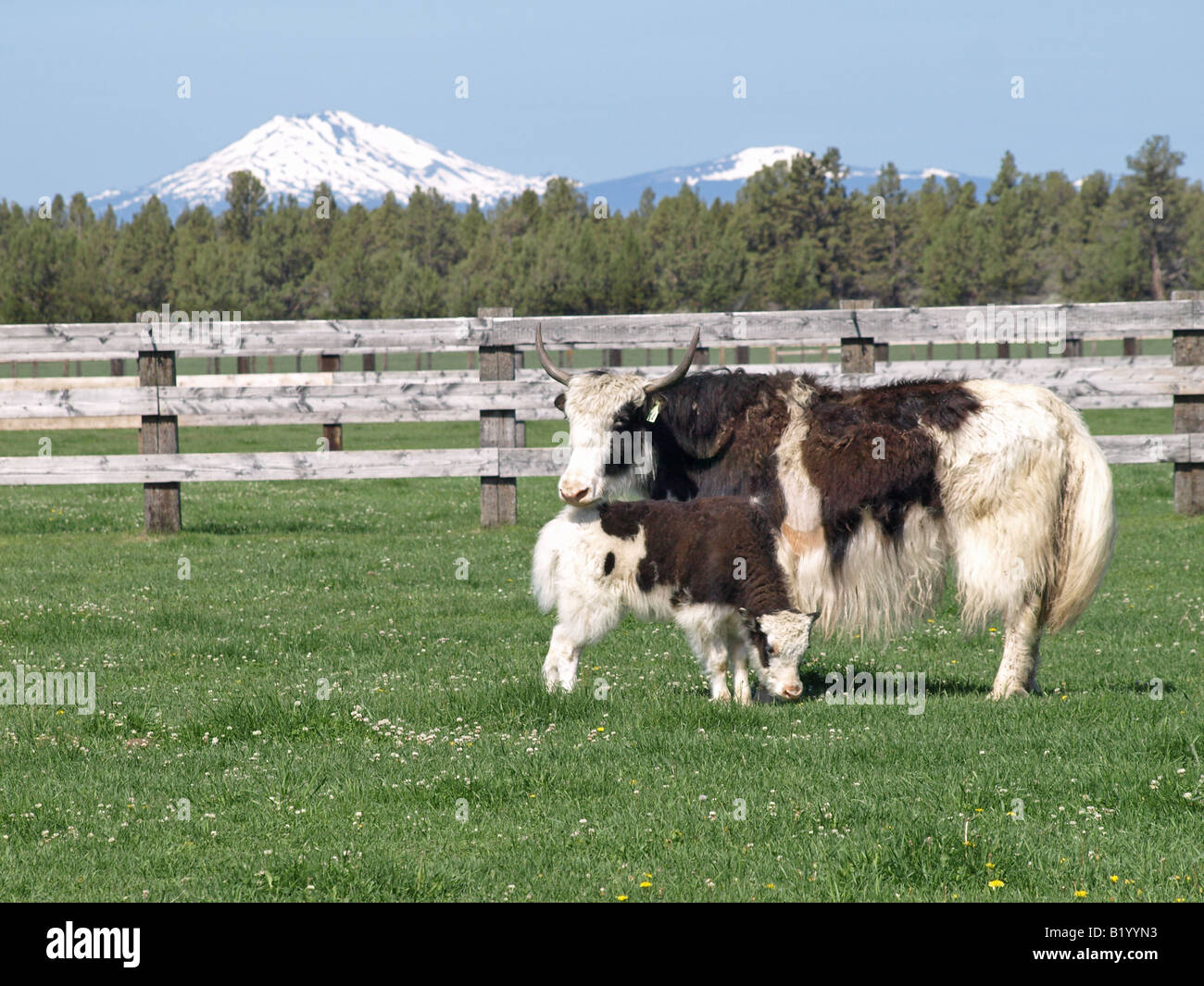 Tibeten yak fattoria ranch ranching rancher immagini e fotografie stock ...