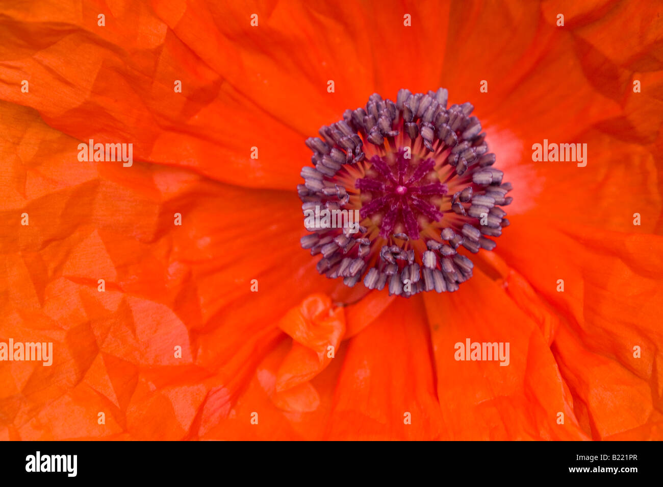 Papavero orientale immagini e fotografie stock ad alta risoluzione - Alamy