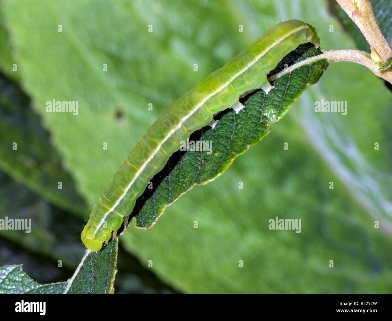 Plusia gamma immagini e fotografie stock ad alta risoluzione - Alamy