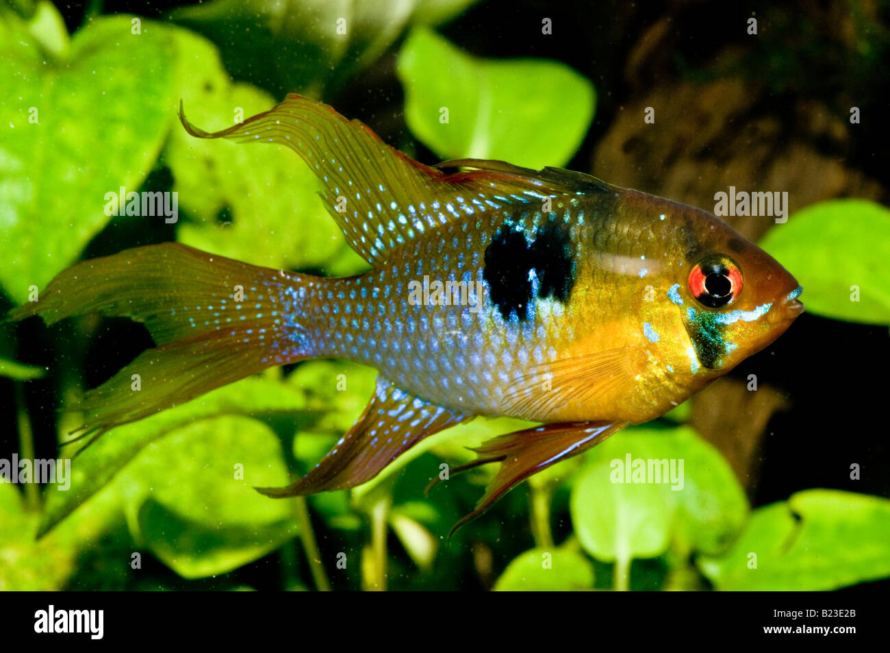 Microgeophagus ramirezi, Ram, Sud America Dwarf Cichlid, Amazzonia Foto ...