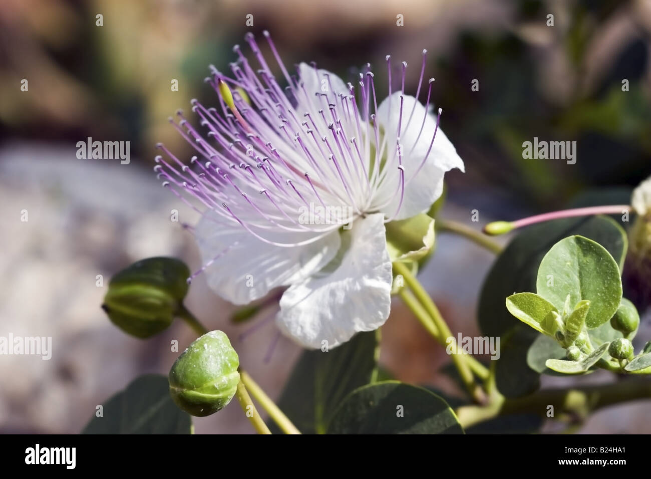 Fiore di cappero immagini e fotografie stock ad alta risoluzione - Alamy