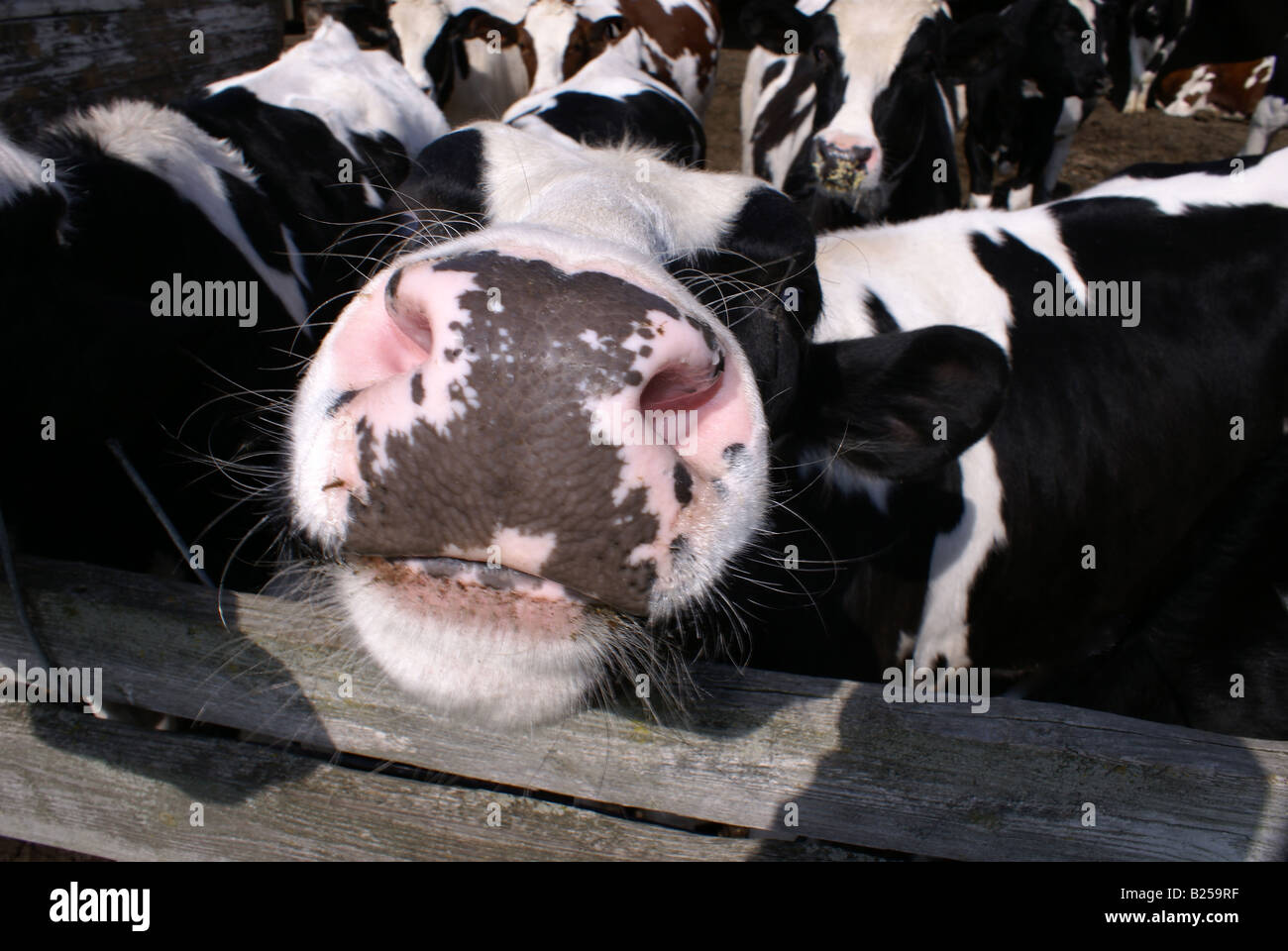 Nosy mucca immagini e fotografie stock ad alta risoluzione - Alamy