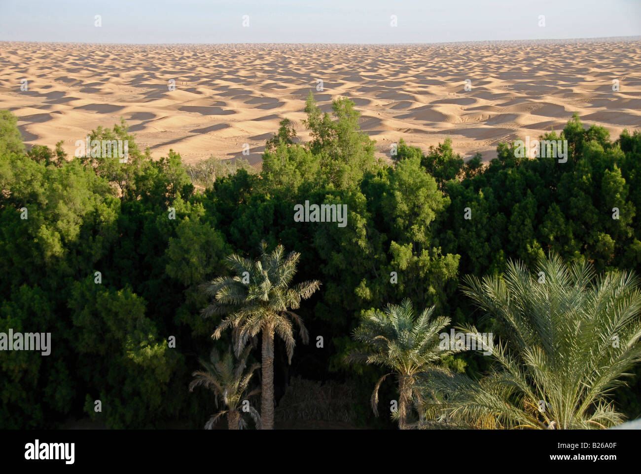 Ksar Ghilane, oasi del deserto del Sahara,, Tunisia, Africa Foto stock ...