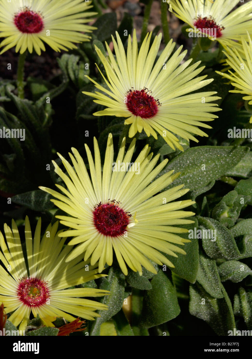 Pianta di dorotheanthus bellidiformis immagini e fotografie stock ad ...