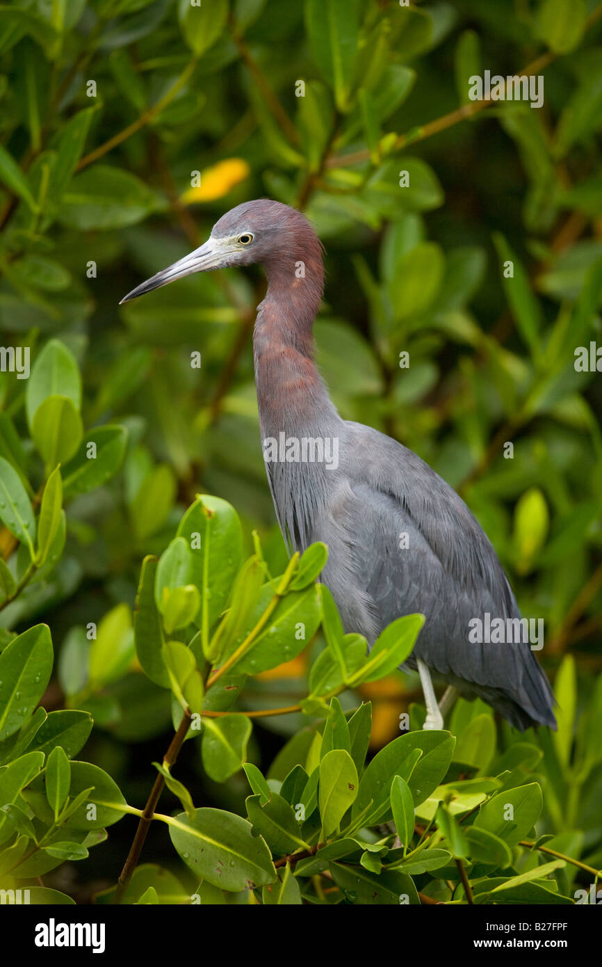 Garzetta rossastra immagini e fotografie stock ad alta risoluzione - Alamy