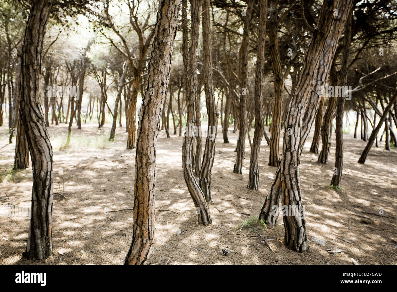 Pino pinus pinea immagini e fotografie stock ad alta risoluzione - Alamy